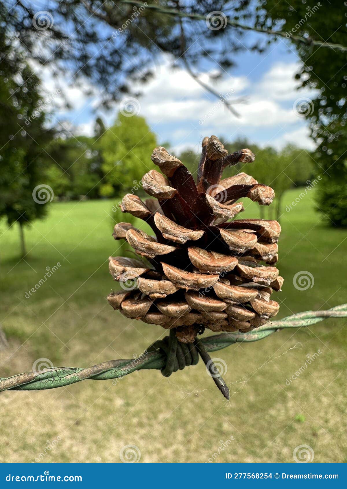 Pine nuts stock photo. Image of seeds, edible, trees - 277568254