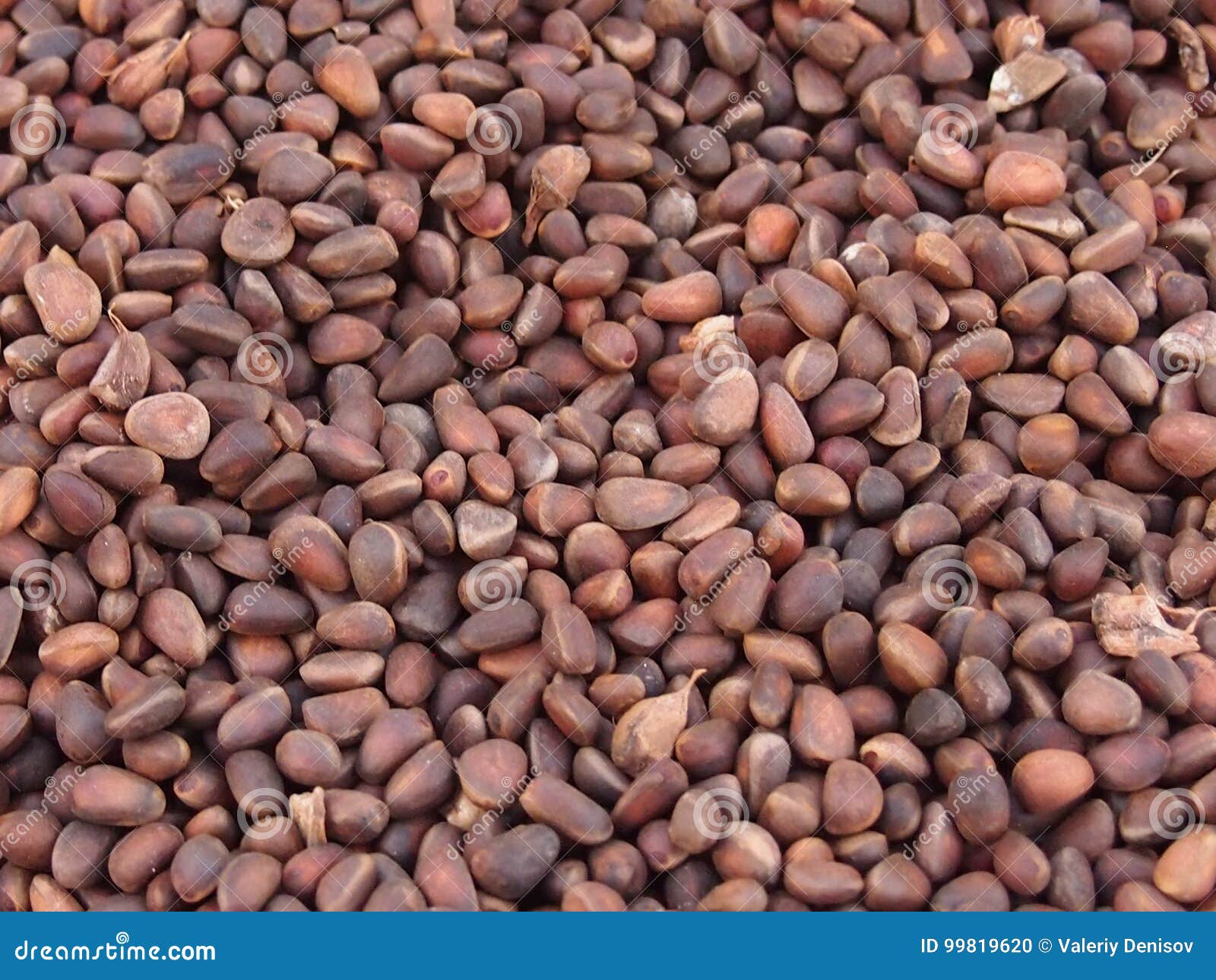 Pine nuts stock photo. Image of food, kernel, shell, curative - 99819620