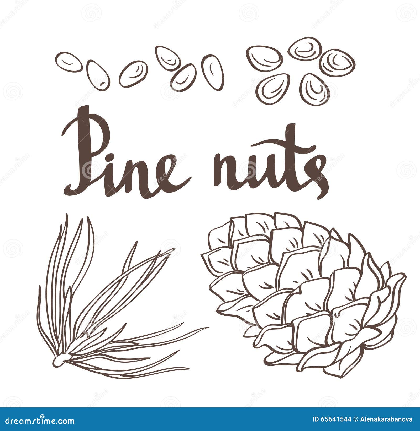Pine Nuts And Pine Cones. Hand Drawn Vector Illustration ...