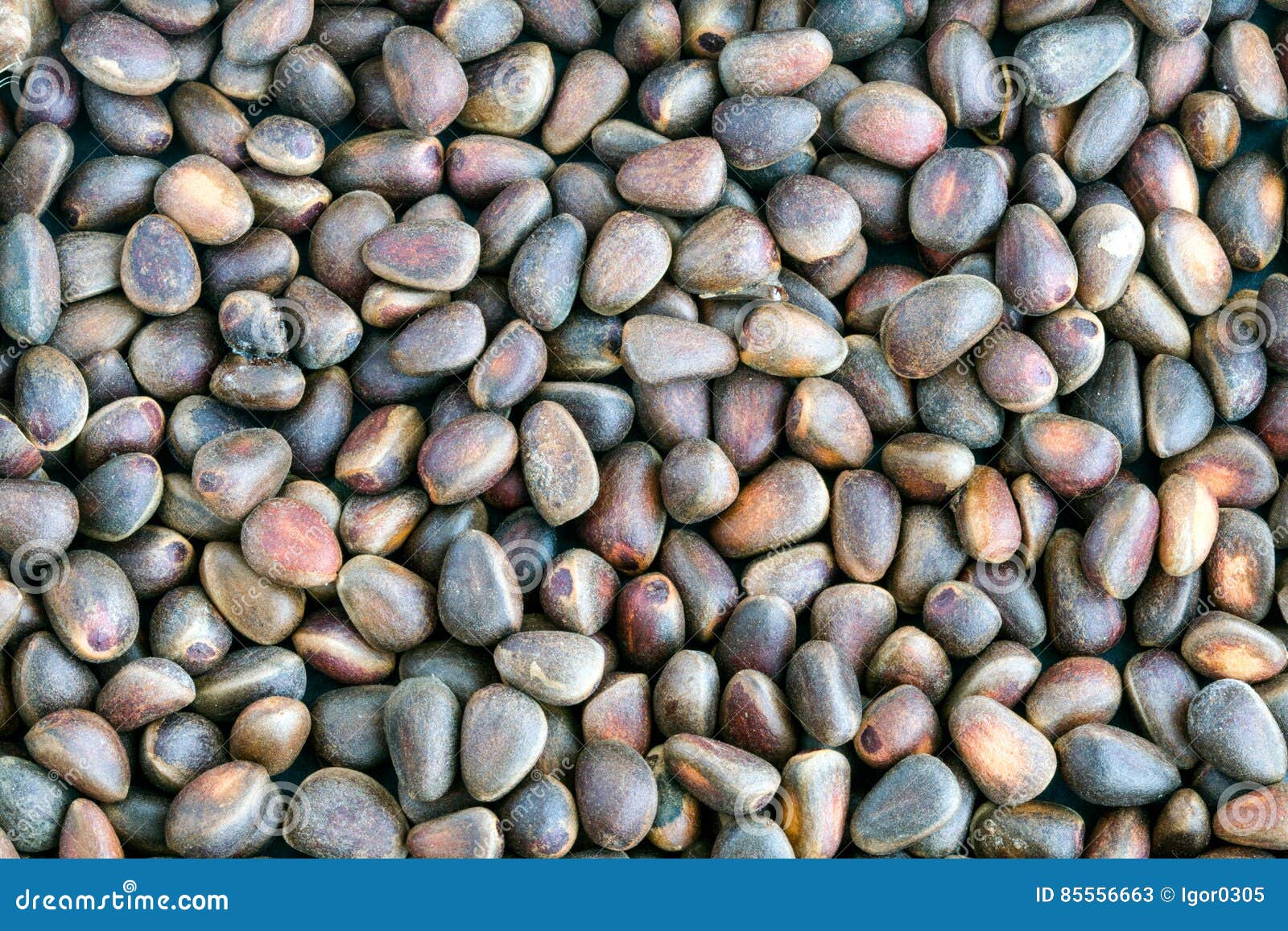 Pine Nuts in Shells. Background Stock Image - Image of evergreen, macro ...