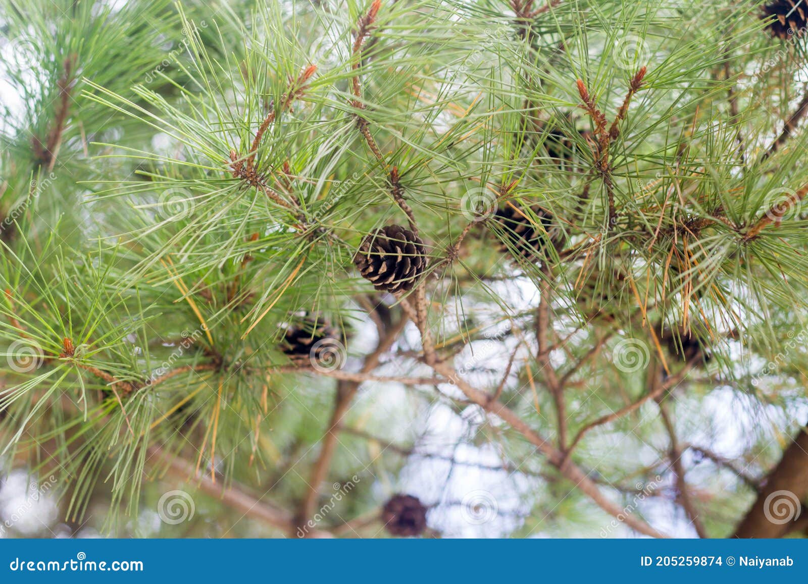 Pine nuts on tree stock photo. Image of cedar, branch - 205259874
