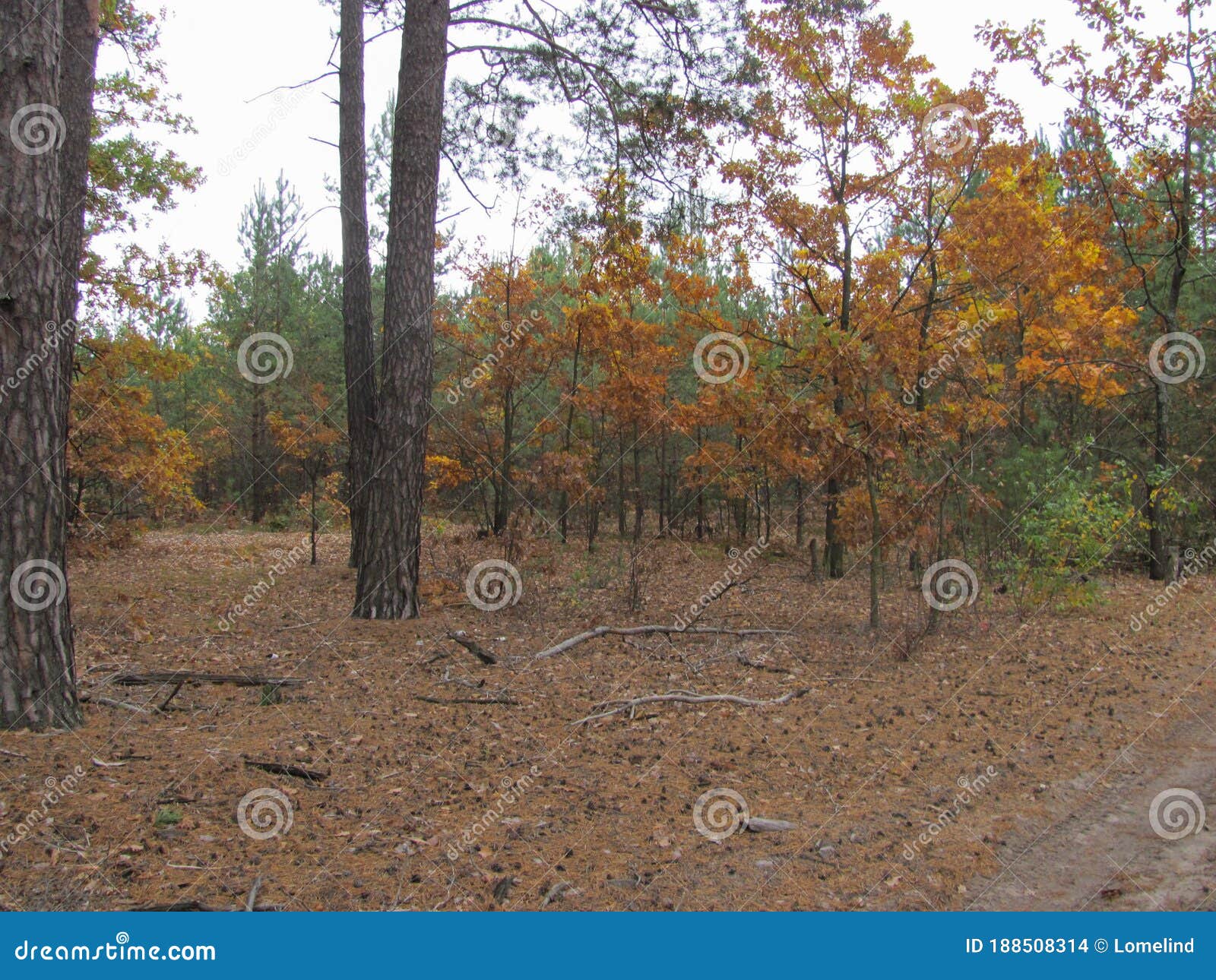 Pine and oak forest stock photo. Image of plant, mystery - 188508314