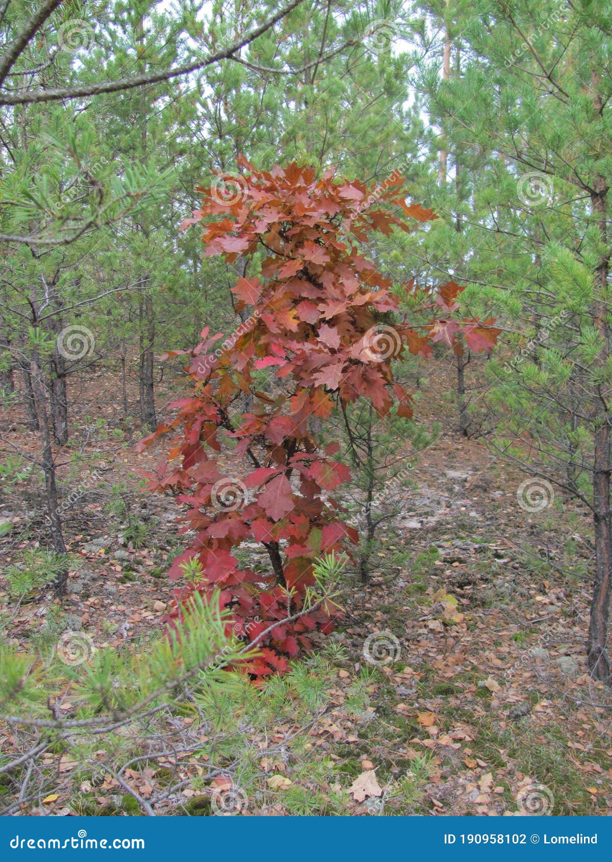 Pine and oak forest stock photo. Image of landscape - 190958102