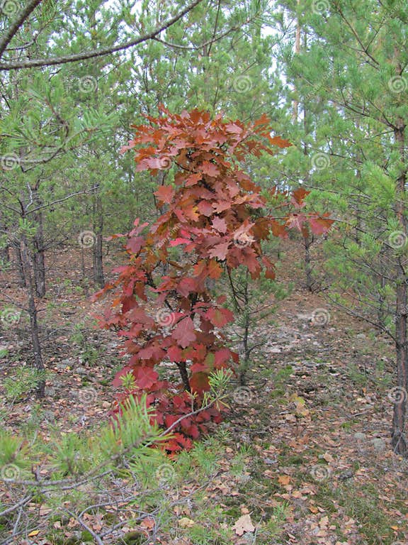 Pine and oak forest stock photo. Image of landscape - 190958102