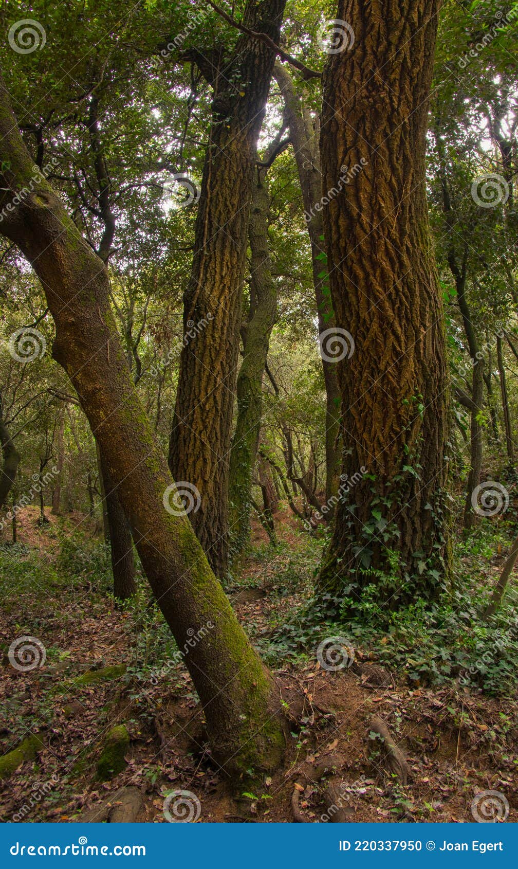 Pine and Oak Riverine Forest Stock Photo - Image of forested, plants ...