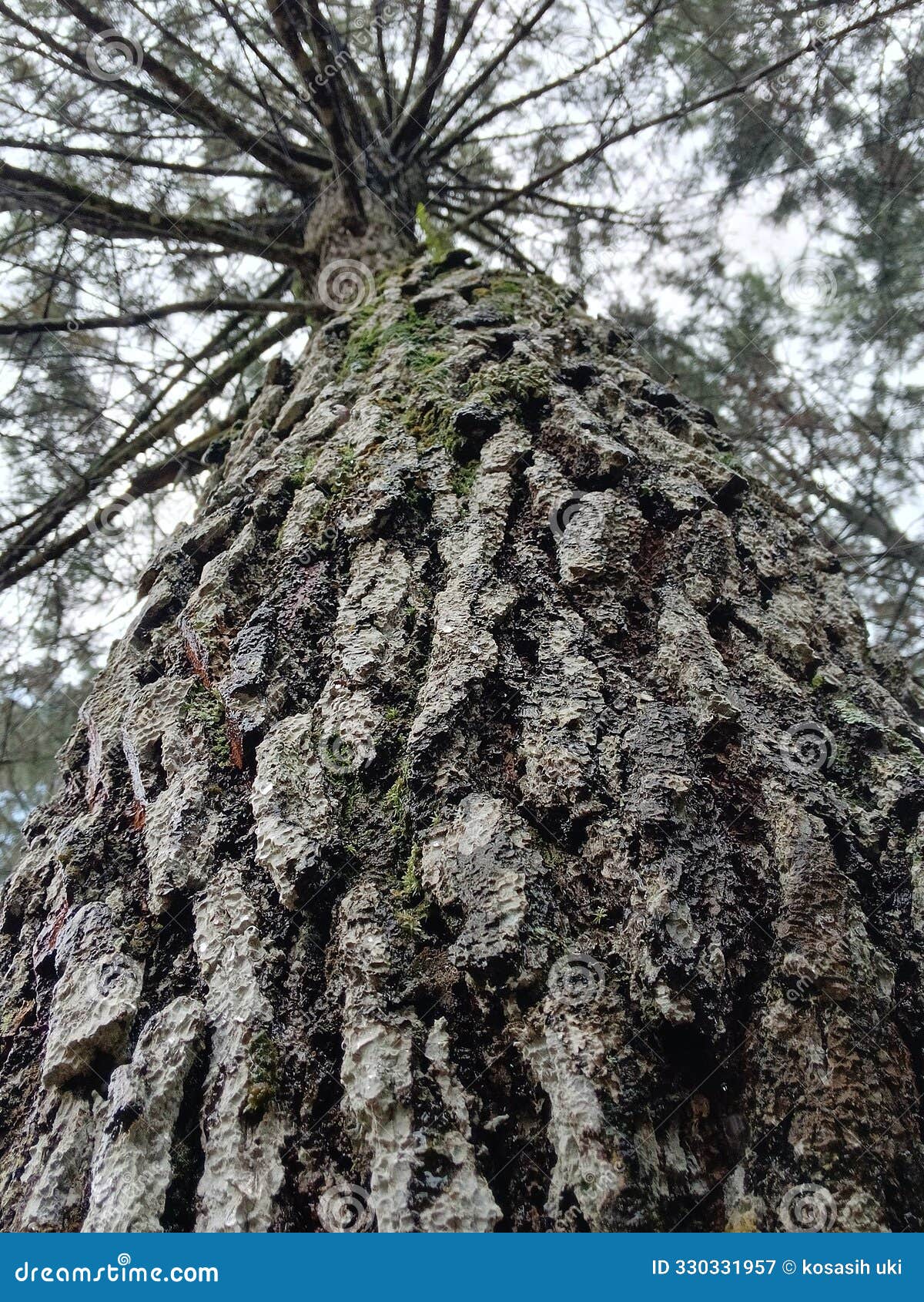 Pine,this is One of the Types of Trees in Indonesia Stock Image - Image ...