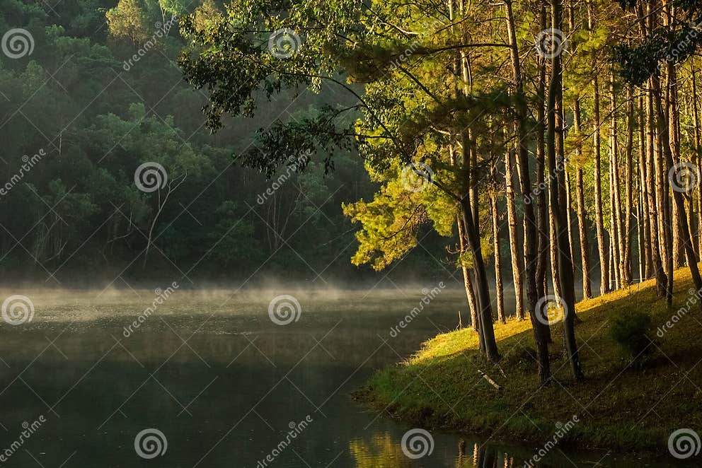 Pine of Pang Oung stock image. Image of sunrise, tree - 29106897