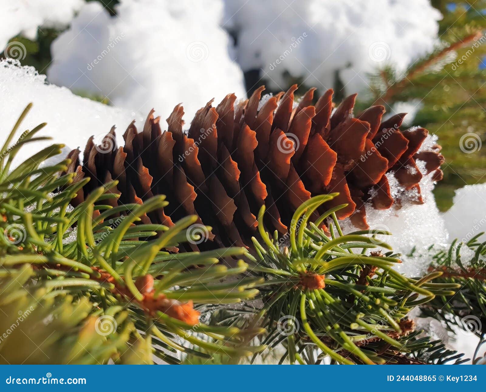 Pine Picea with Snow on a Tree Branch Stock Image - Image of season ...