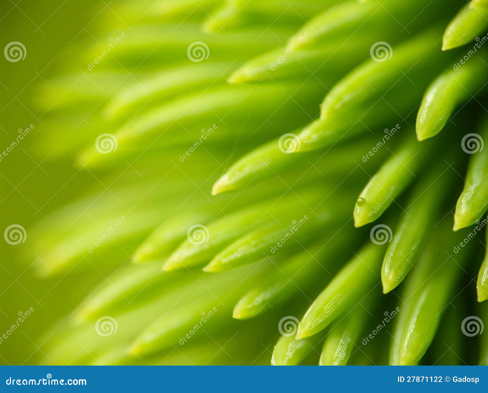 Pine Pin stock photo. Image of outdoor, summer, closeup - 27871122