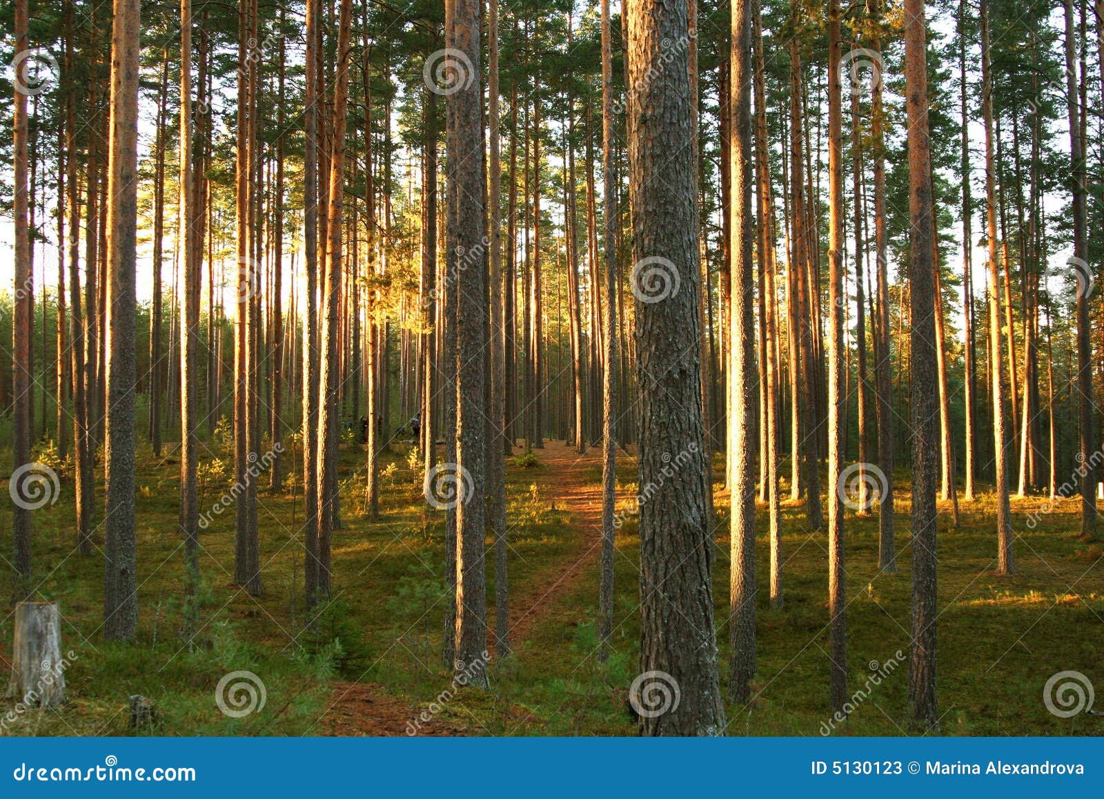 Pine pine forest stock image. Image of trees, wood, beauty - 5130123