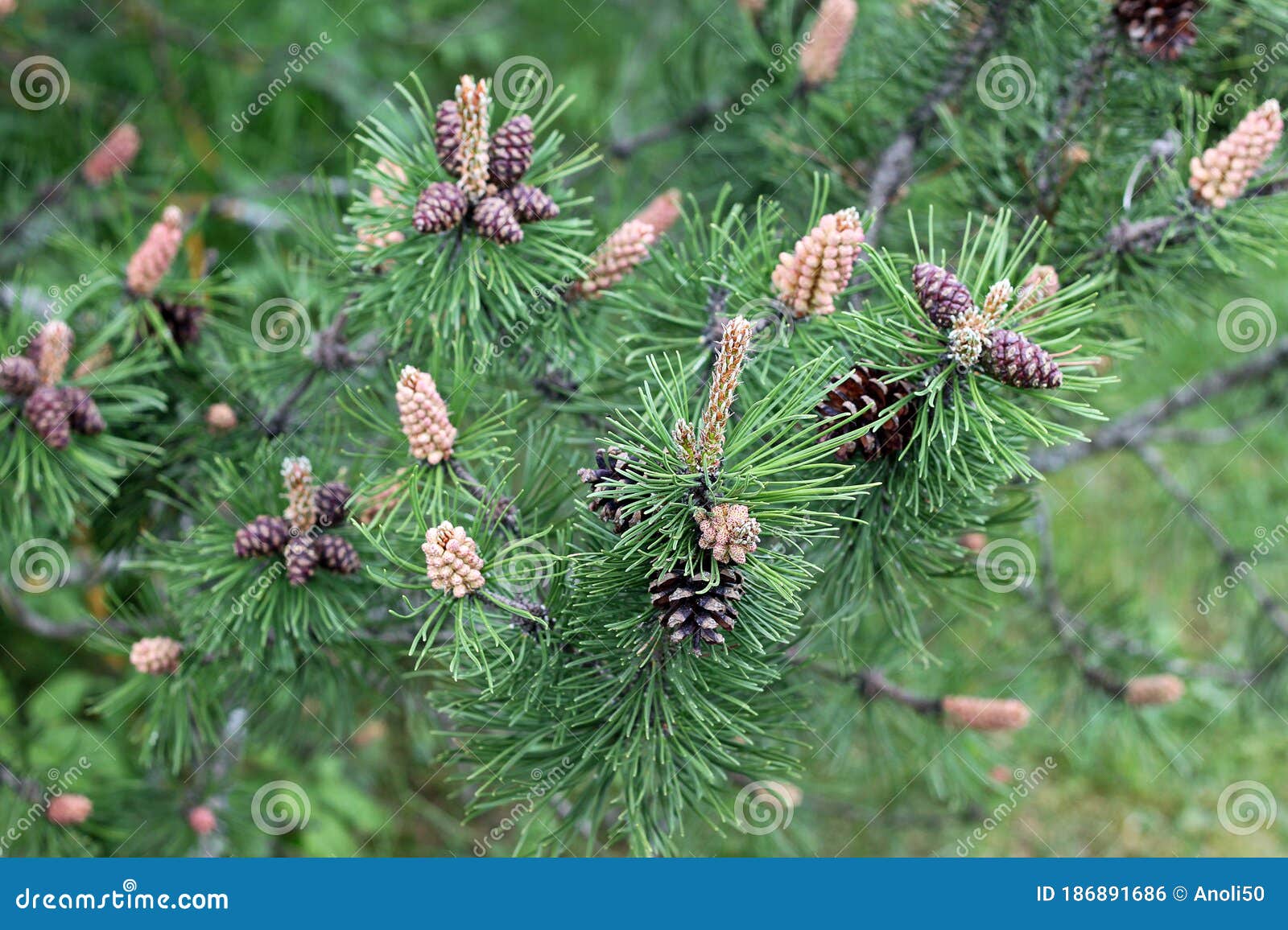 Pine stock photo. Image of blooming, inflorescence, nature - 186891686