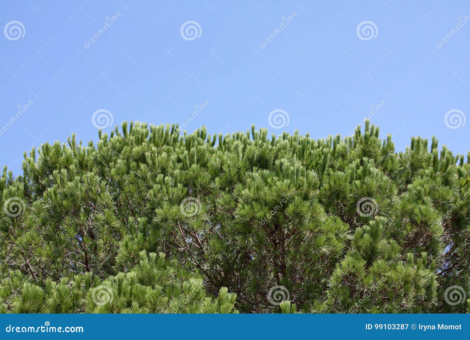 Pine Pinea stock image. Image of winter, holiday, christmas - 99103287
