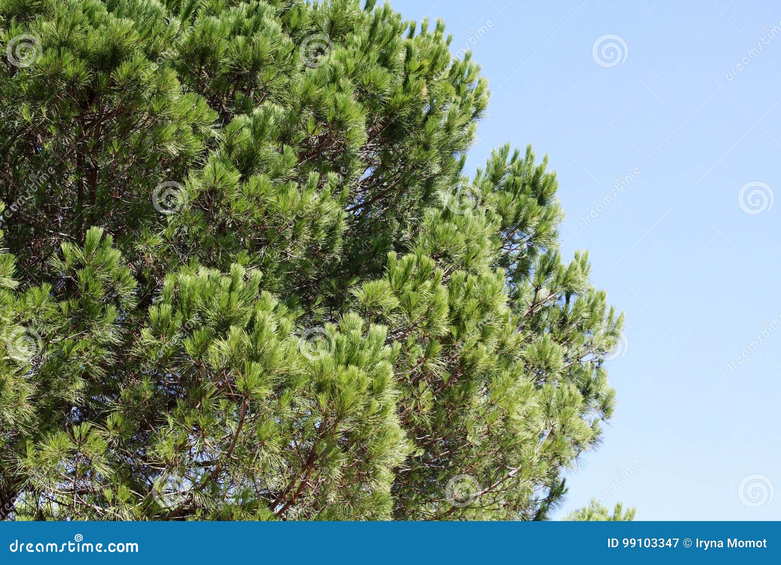 Pine Pinea stock image. Image of cones, evergreen, pine - 99103347