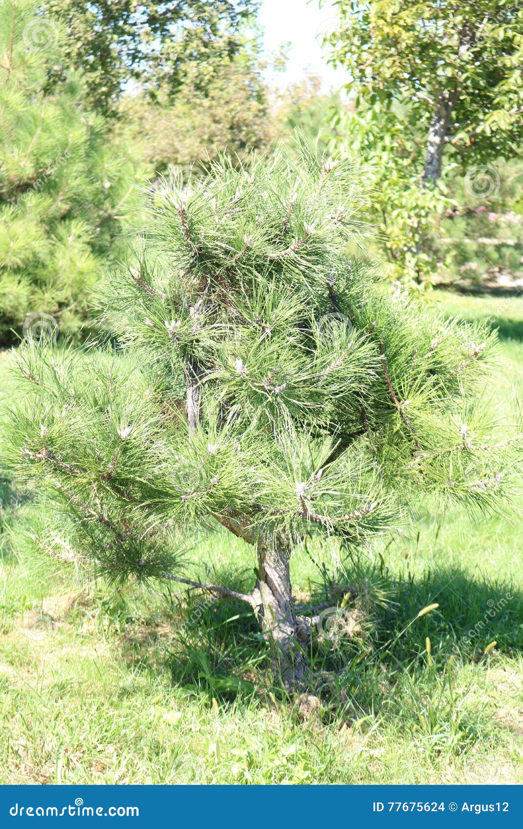 Pine stock photo. Image of cone, pine, tree, elfinn, evergreen - 77675624