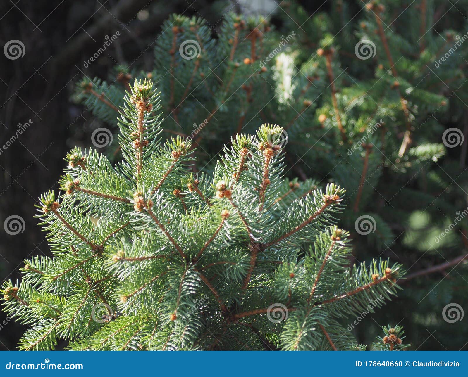 Pine (Pinus Pinaceae) tree stock photo. Image of background - 178640660