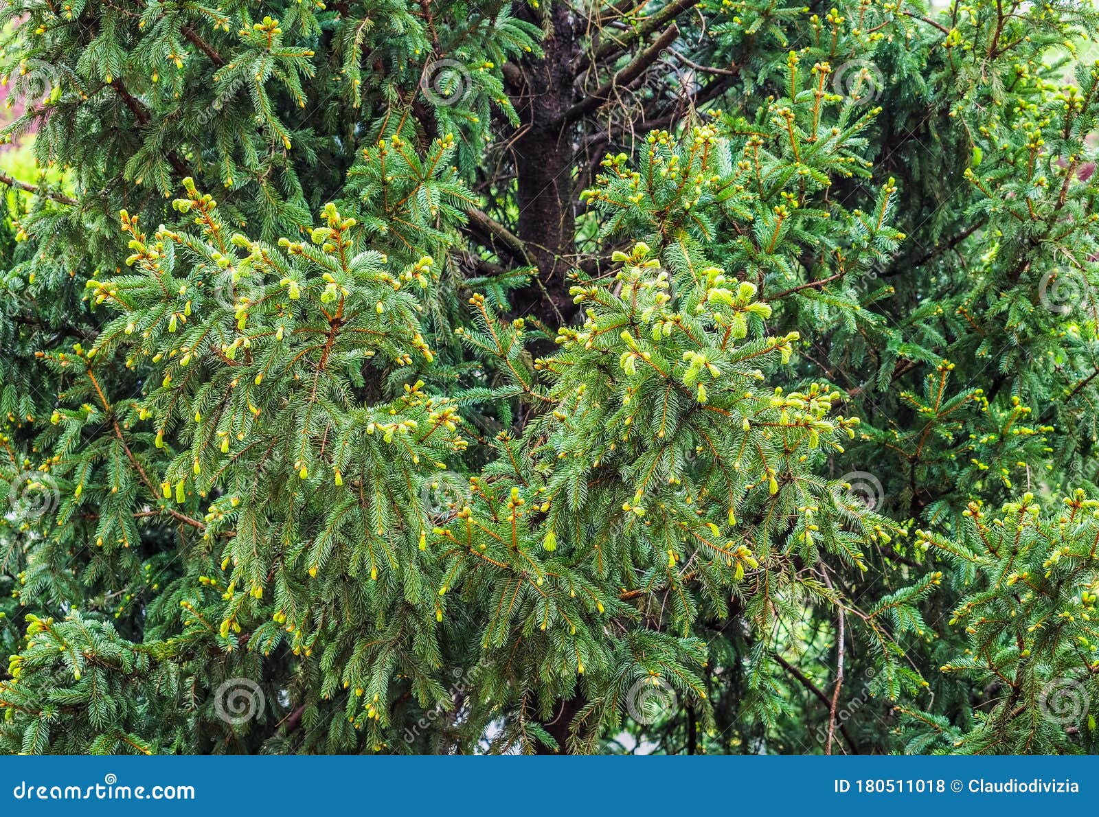 Pine (Pinus Pinaceae) tree stock photo. Image of genus - 180511018