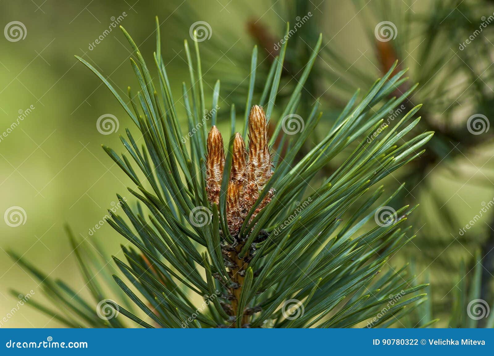 Pine or Pinus Tree Branch with New Tip in Springtime Stock Photo ...