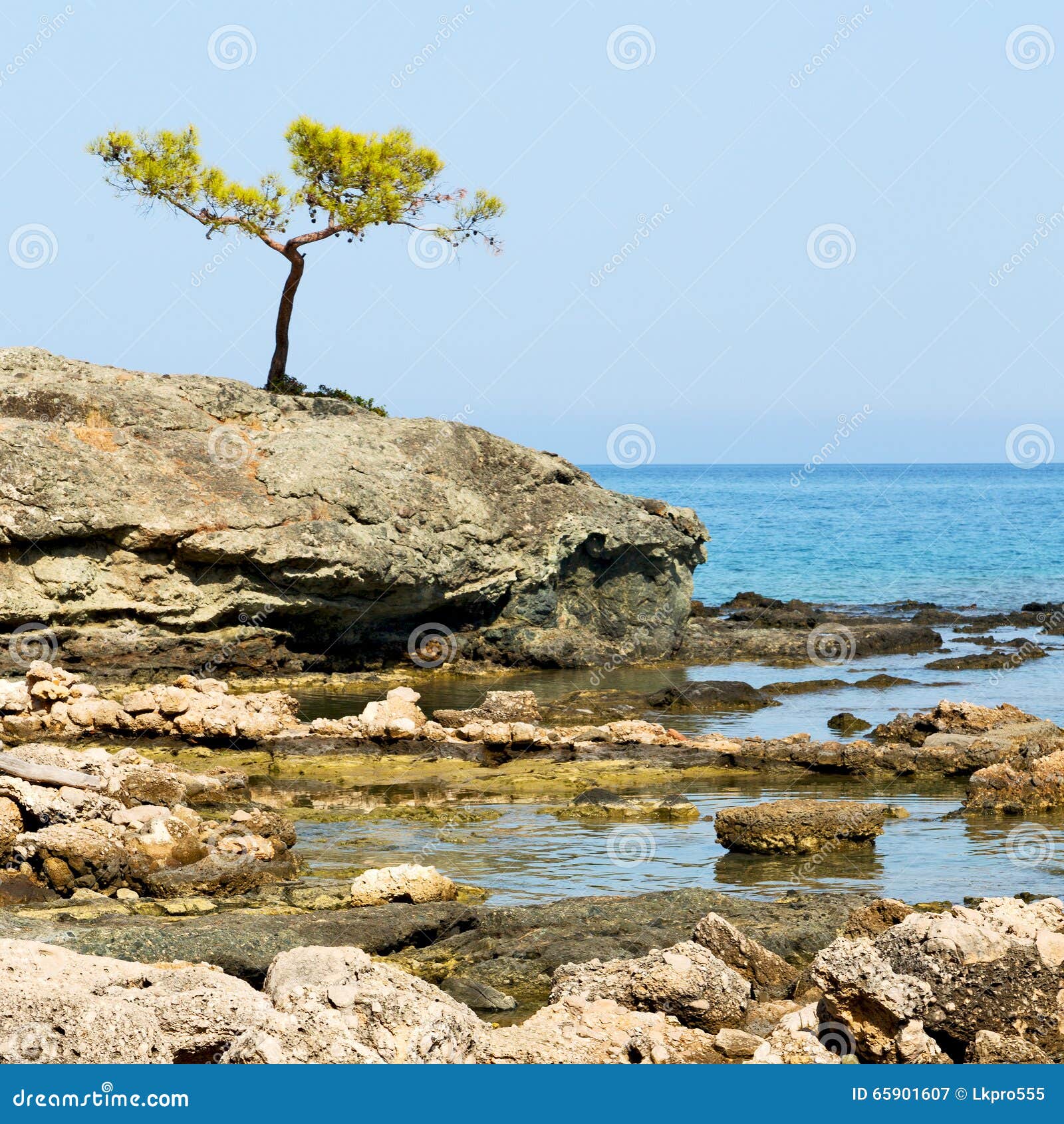 Pine Plant and Tree in the Mediterranean See Turkey Europe Stock Image ...