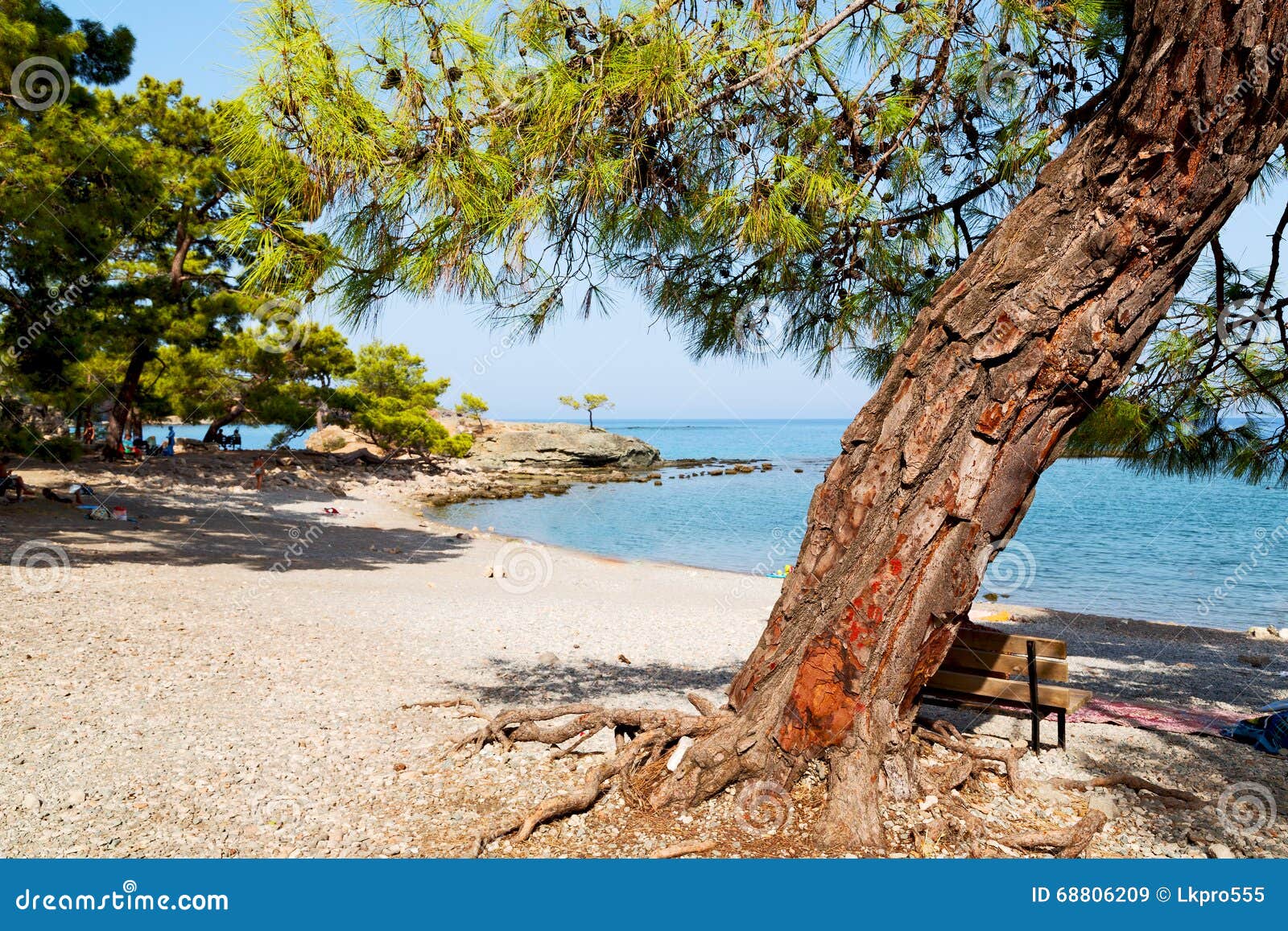Pine Plant and Tree in the Turkey Europe Stock Image - Image of ...