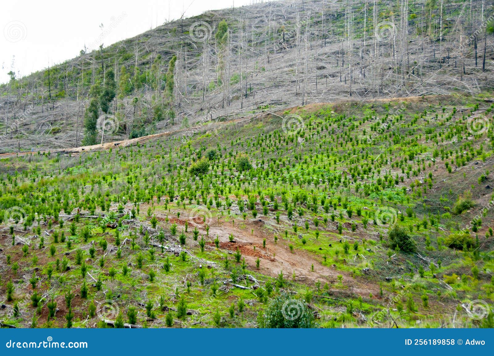 Pine Plantation stock photo. Image of natural, growth - 256189858