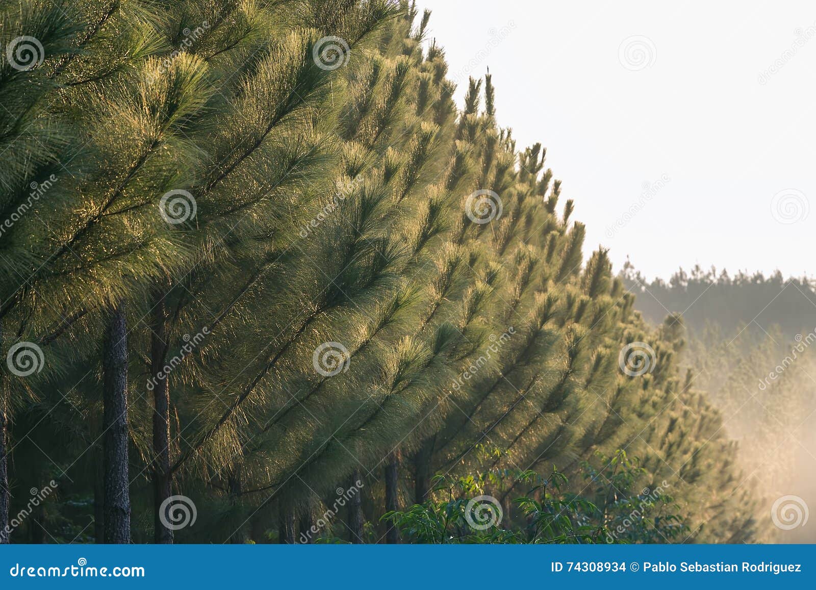 Pine plantation stock photo. Image of conifer, forest - 74308934