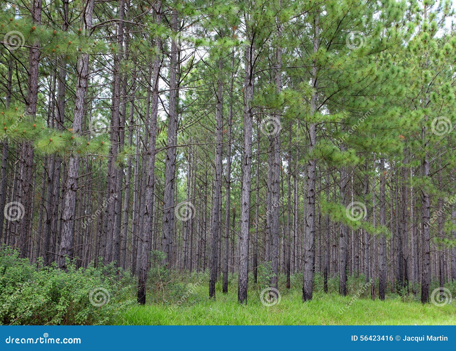 Pine Plantation stock photo. Image of calm, plant, abstract - 56423416