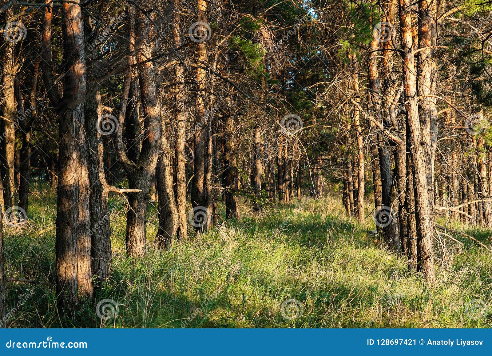 Pine Planting. Linear Perspective from Tree Trunks Stock Image - Image ...