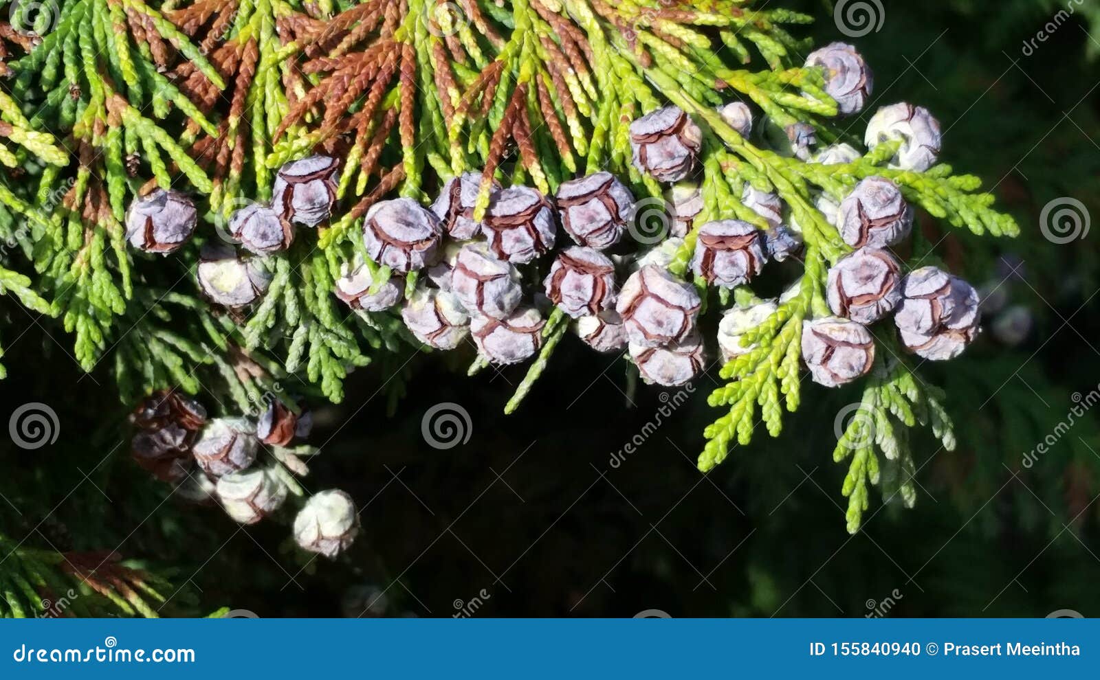 Pine Leaves and Pods stock photo. Image of arbour, foliago - 155840940
