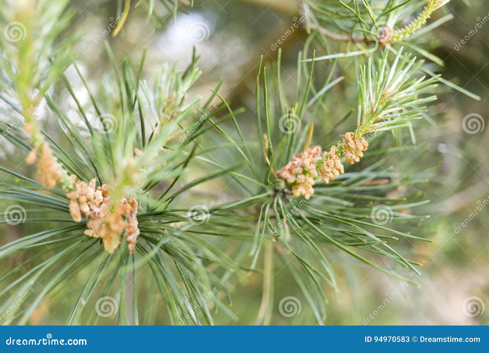 Pine Pollen From A Conifers Tree, Whole Mount, 80X Light Micrograph ...