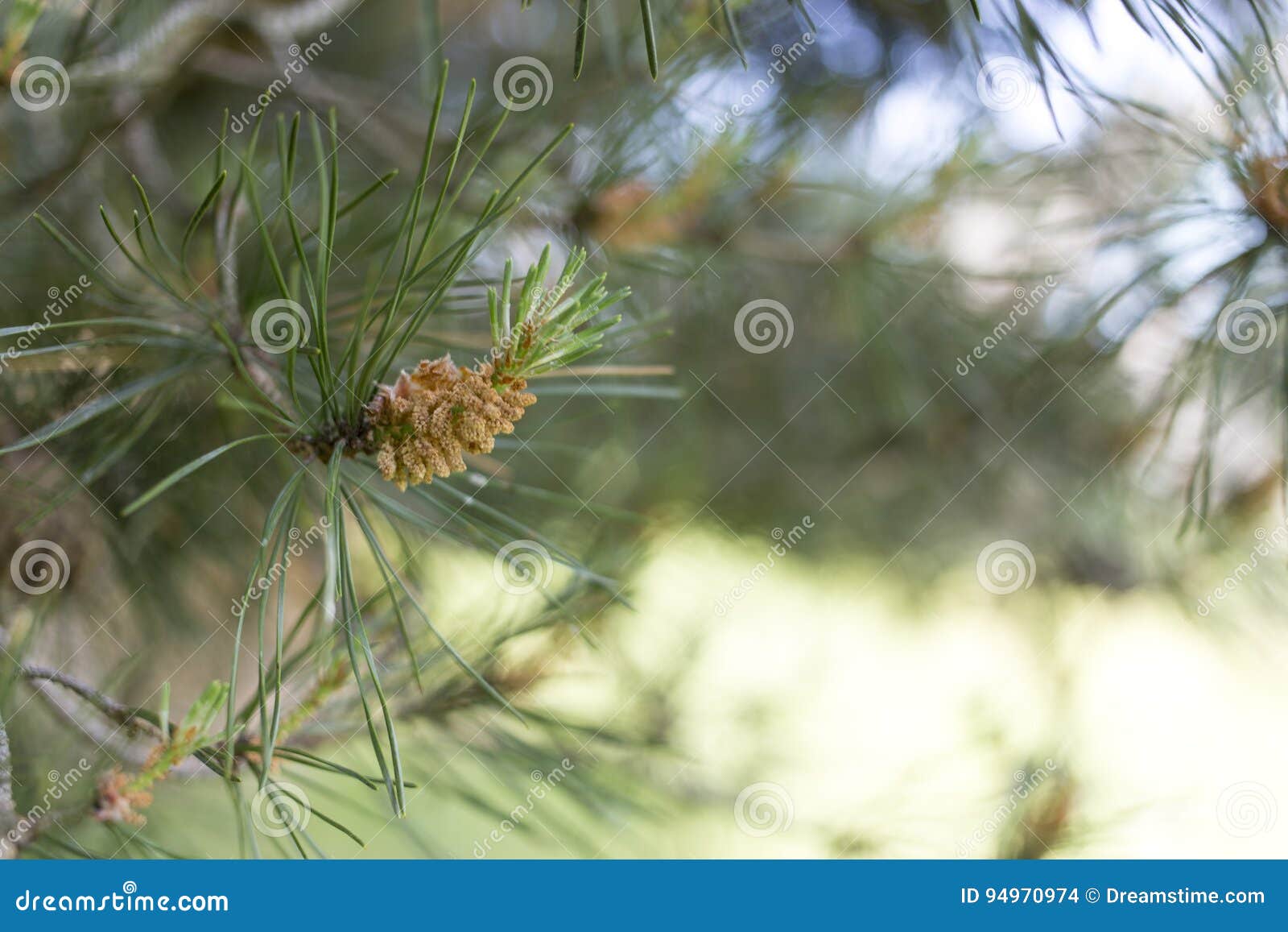 Pine Pollen From A Conifers Tree, Whole Mount, 80X Light Micrograph ...