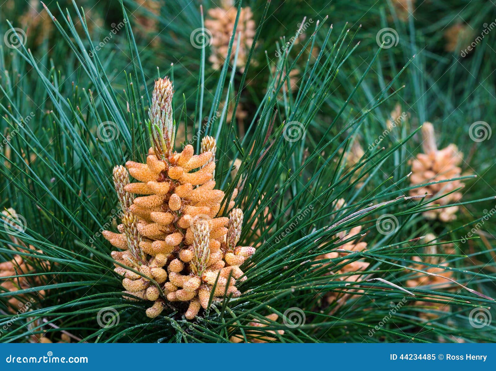 Pine Pollen stock image. Image of tree, pine, seasonal - 44234485