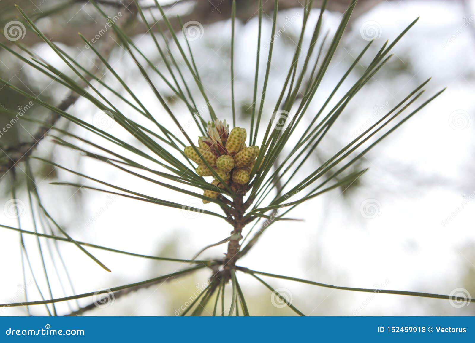Pine Pollen Cone Macro Photo Shoot Stock Photo - Image of yellow ...