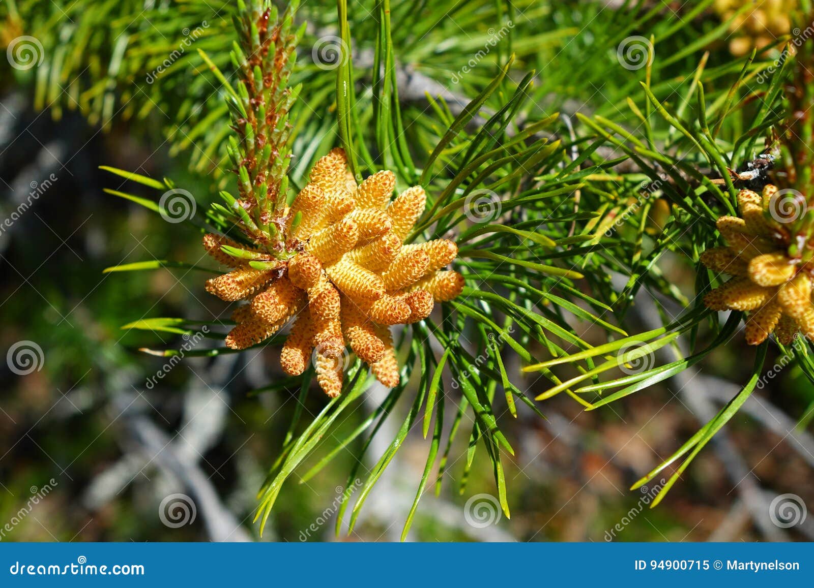 Pine Pollen stock image. Image of pollen, spring, seasonal - 94900715