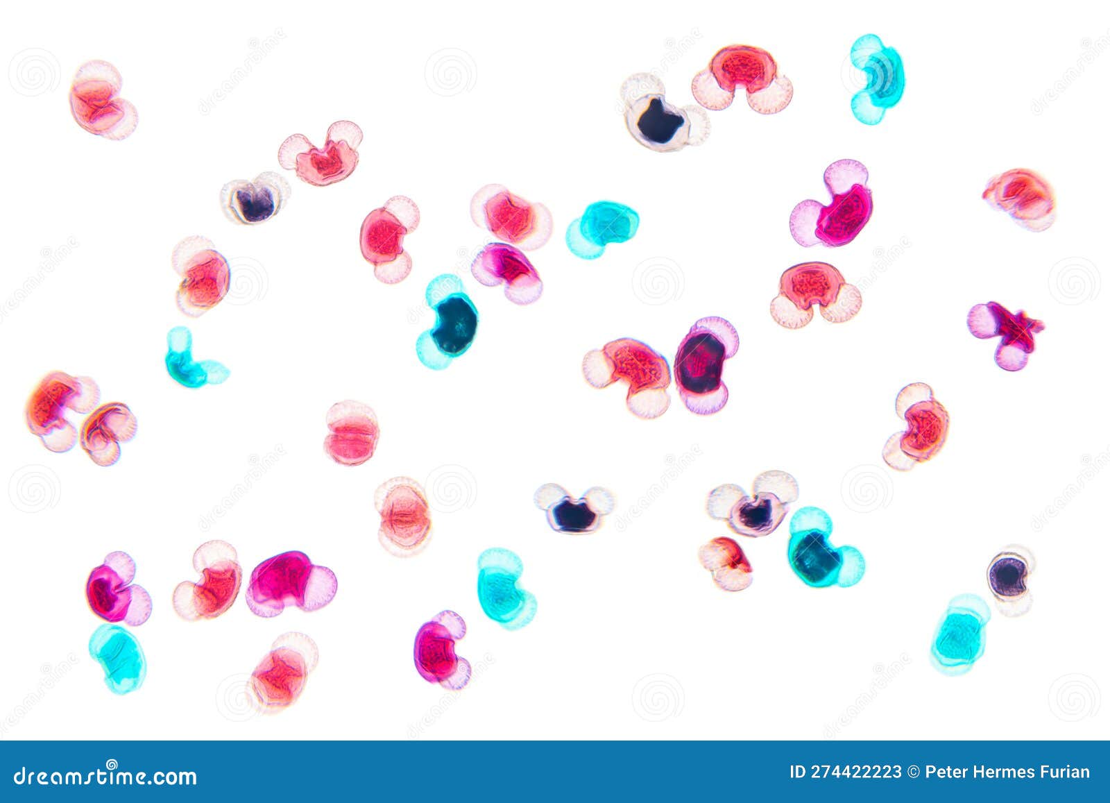 Pine Pollen From A Conifers Tree, Whole Mount, 80X Light Micrograph ...