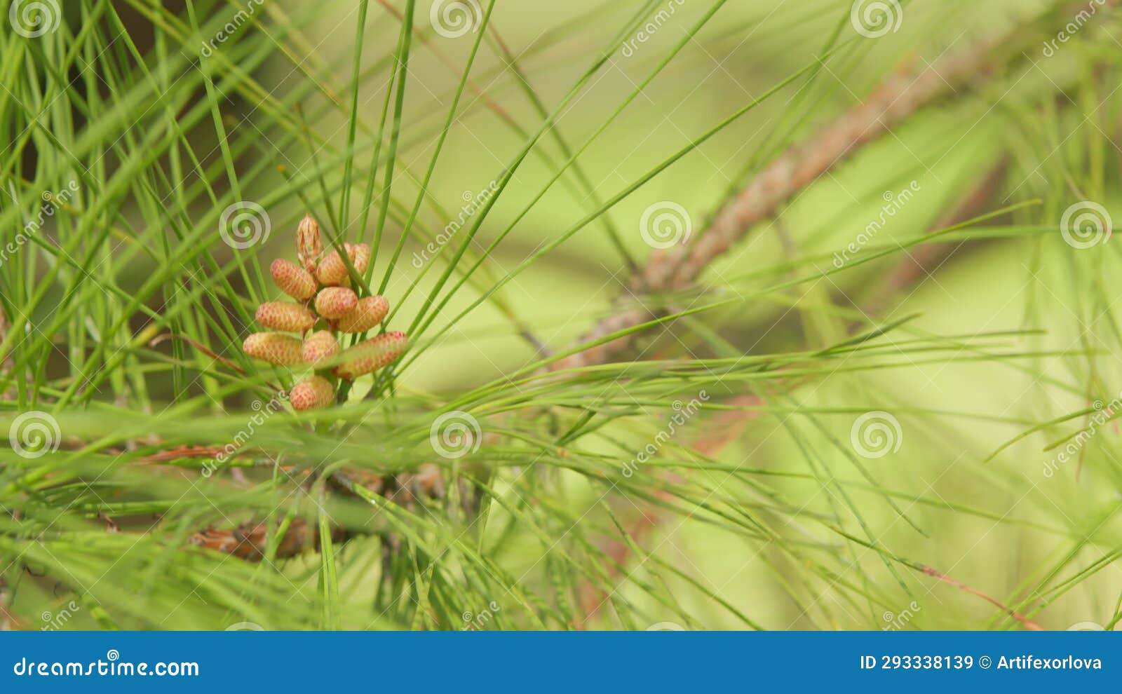 Pine Pollen on a Young Cone. a Pine is Any Conifer Tree or Shrub in the ...