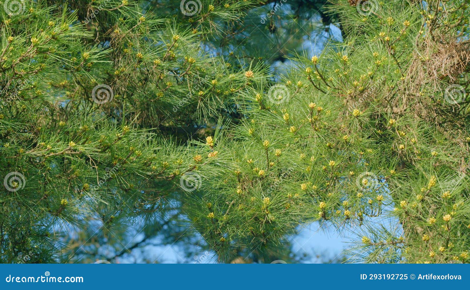 Pine Pollen on a Young Cone. a Pine is Any Conifer Tree or Shrub in the ...