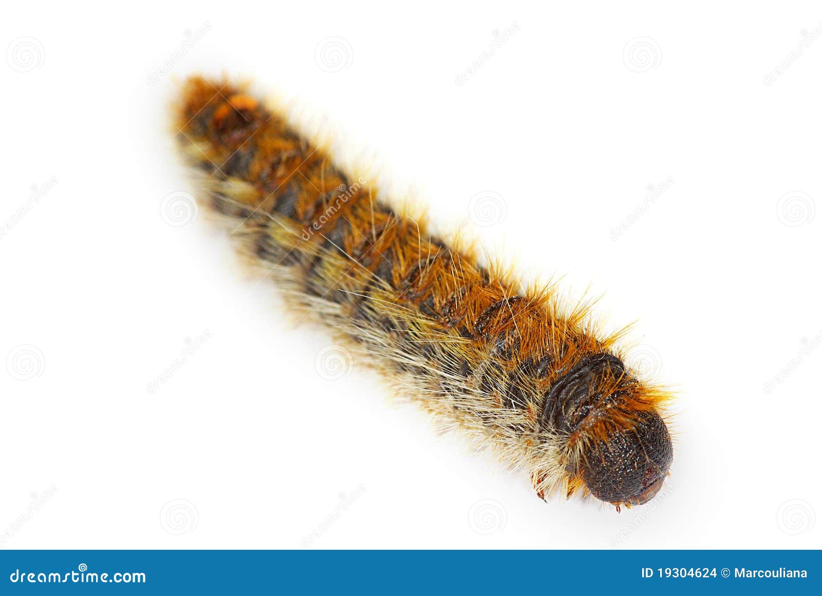Pine Processionary Moth Royalty-Free Stock Photo | CartoonDealer.com ...