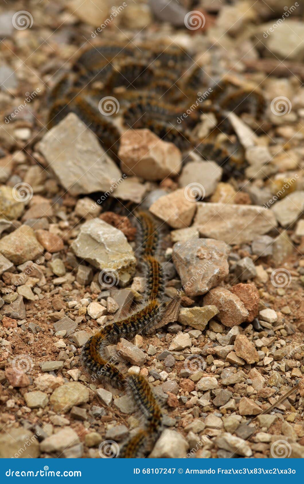 Processionary Caterpillar Line Stock Photos - Free & Royalty-Free Stock ...