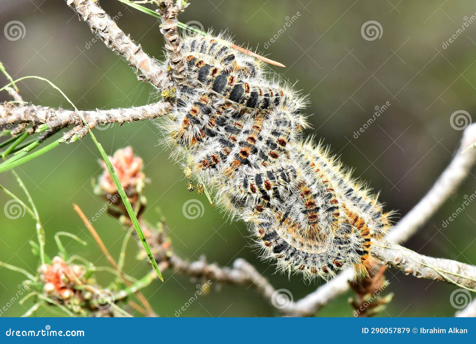 Pine Processionary Caterpillar Stock Image - Image of toad, tree: 290057879