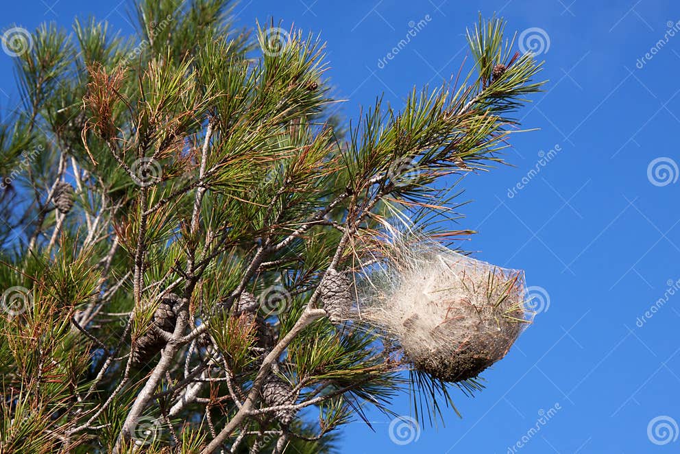 Pine Processionary Nest on a Pine Stock Photo - Image of moth, nature ...