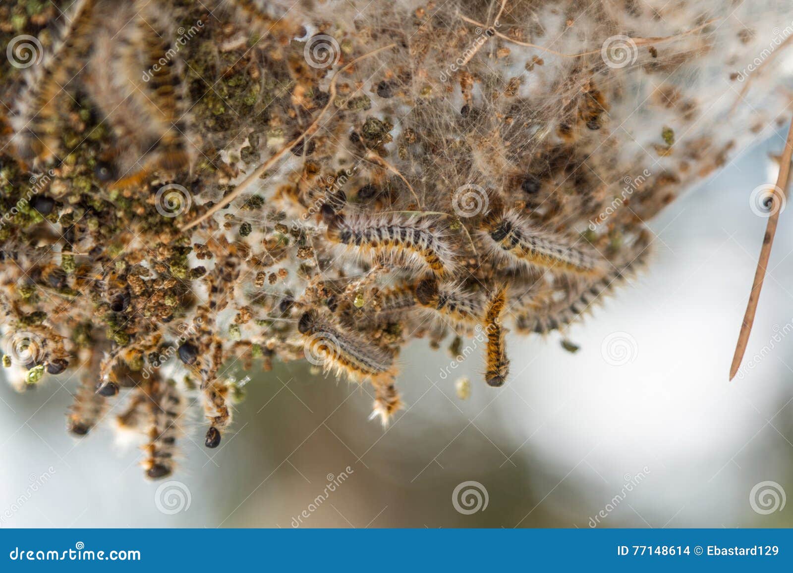 Pine processionary nides. stock photo. Image of thaumetopoea - 77148614