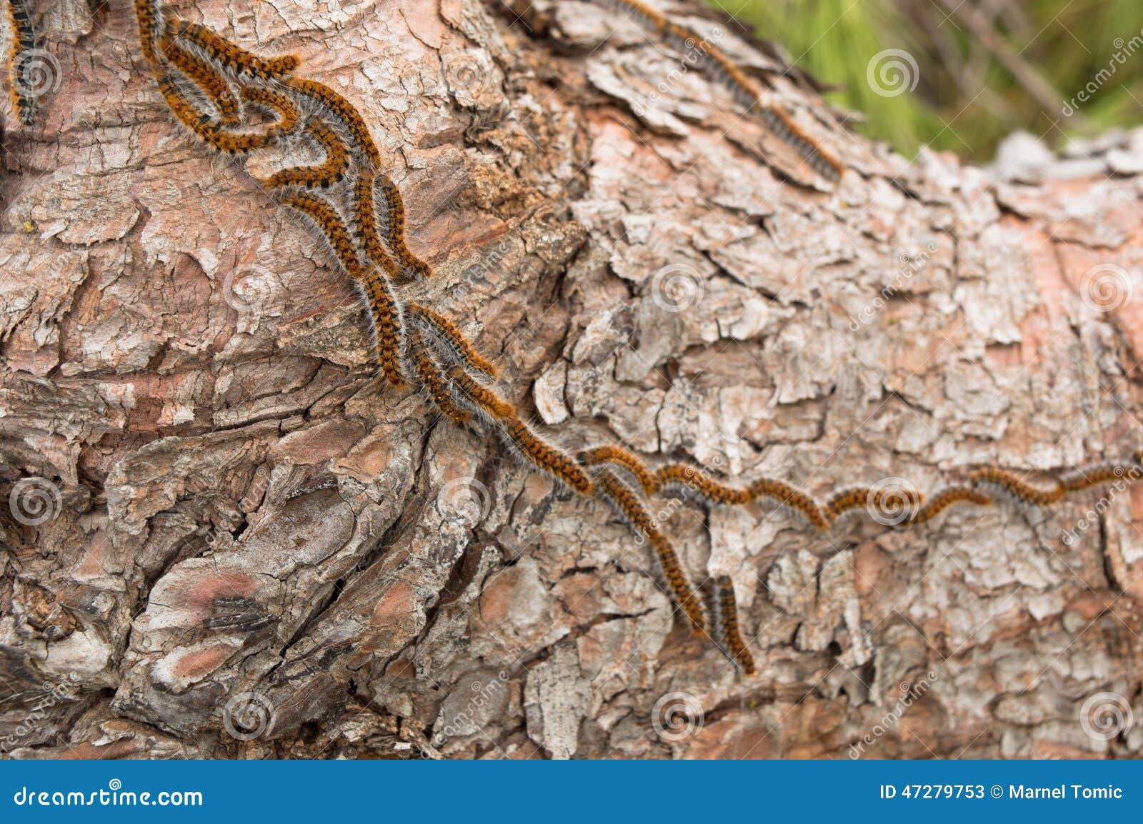 Pine Processionary Moth Royalty-Free Stock Photo | CartoonDealer.com ...