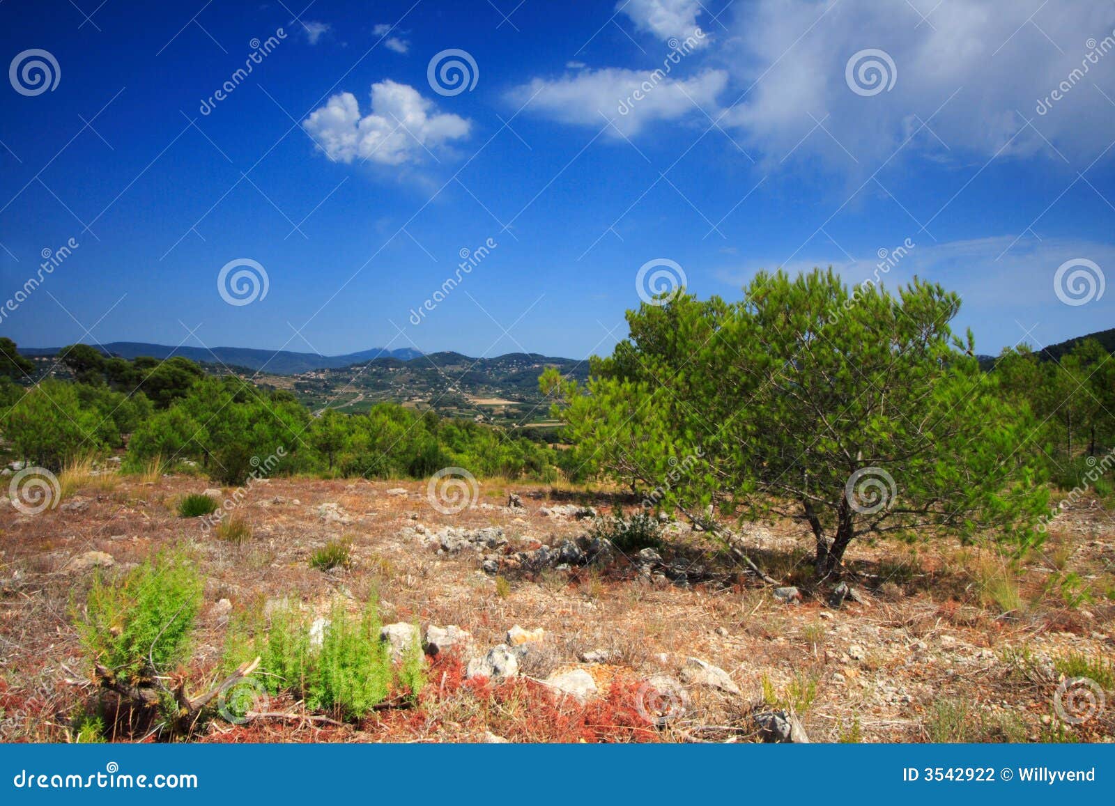 Pine of provence stock photo. Image of landscape, tree - 3542922