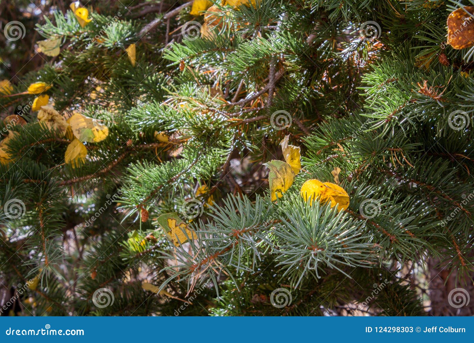 Quaking Aspens Populus Tremuloides Changing Color in the Fall ...