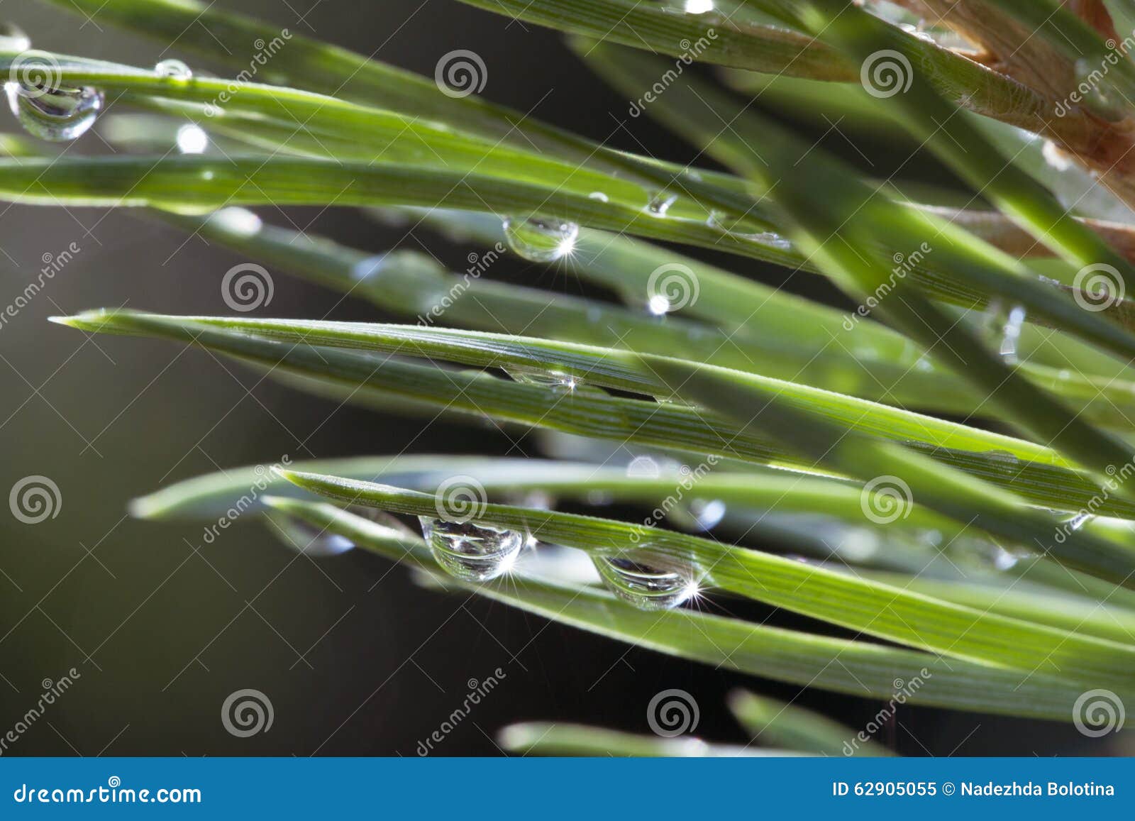 Pine after rain stock image. Image of environment, nature - 62905055