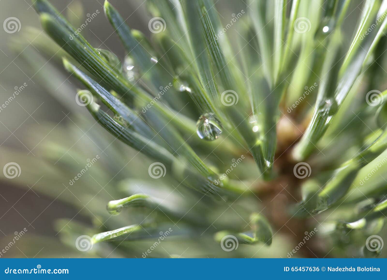 Pine after rain stock photo. Image of grass, macro, closeup - 65457636