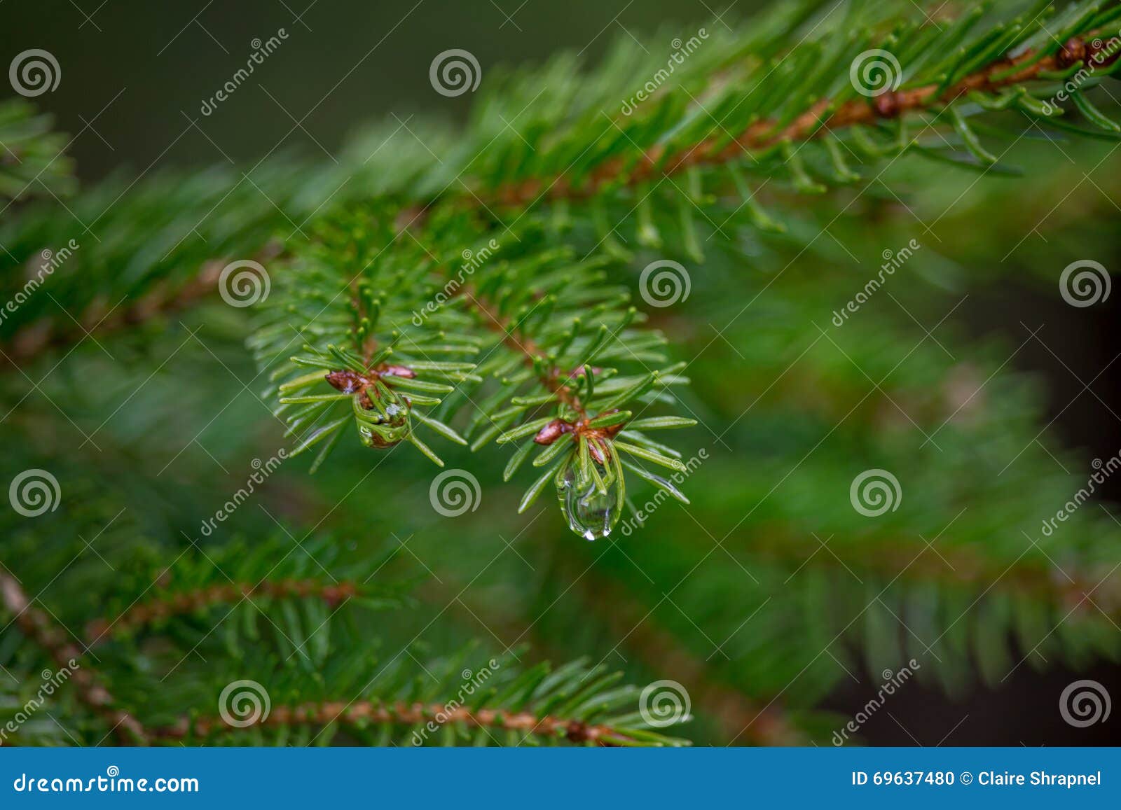 Pine & Rain Drop stock photo. Image of detail, crystal - 69637480
