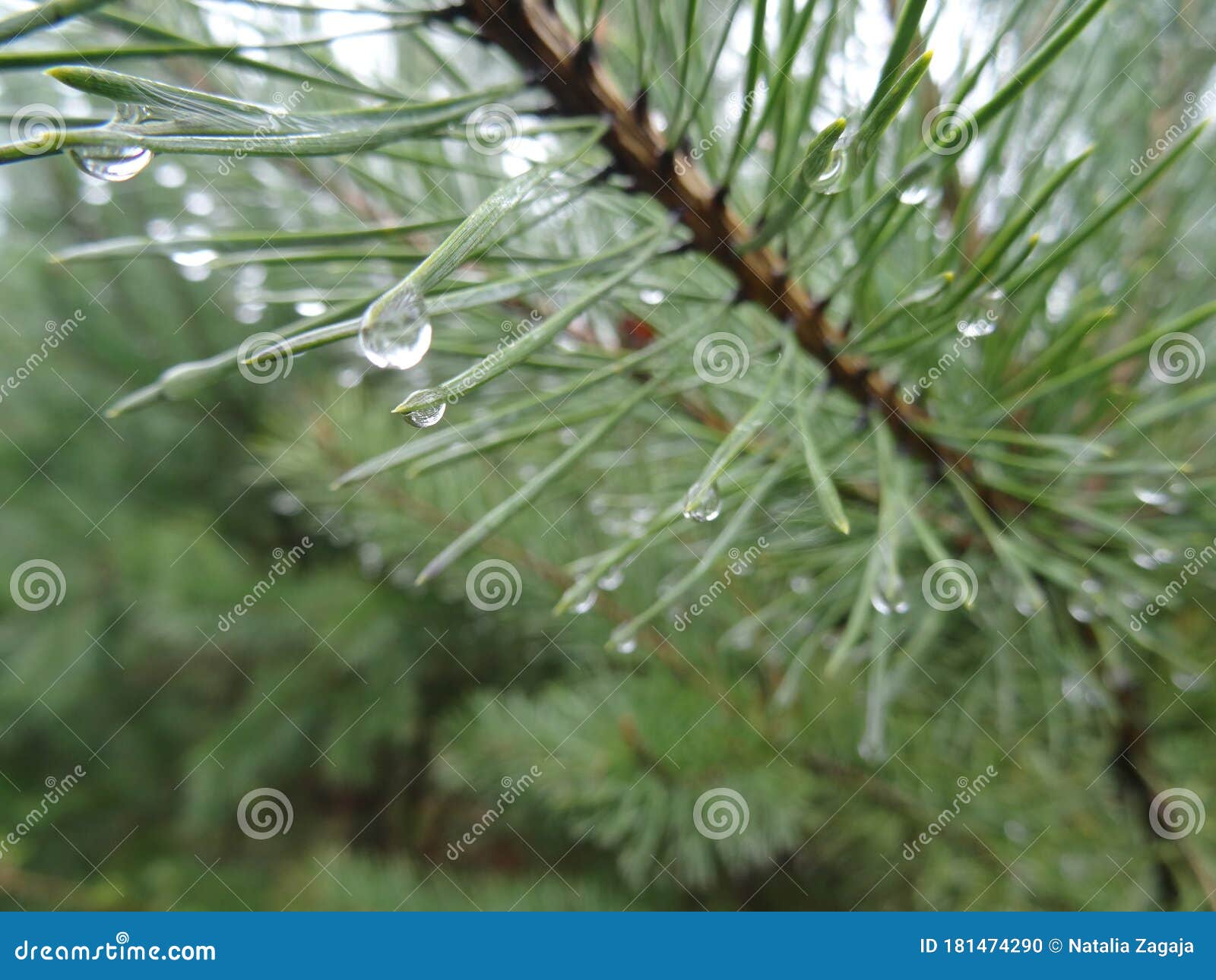 Pine in rain drops stock photo. Image of grass, pine - 181474290