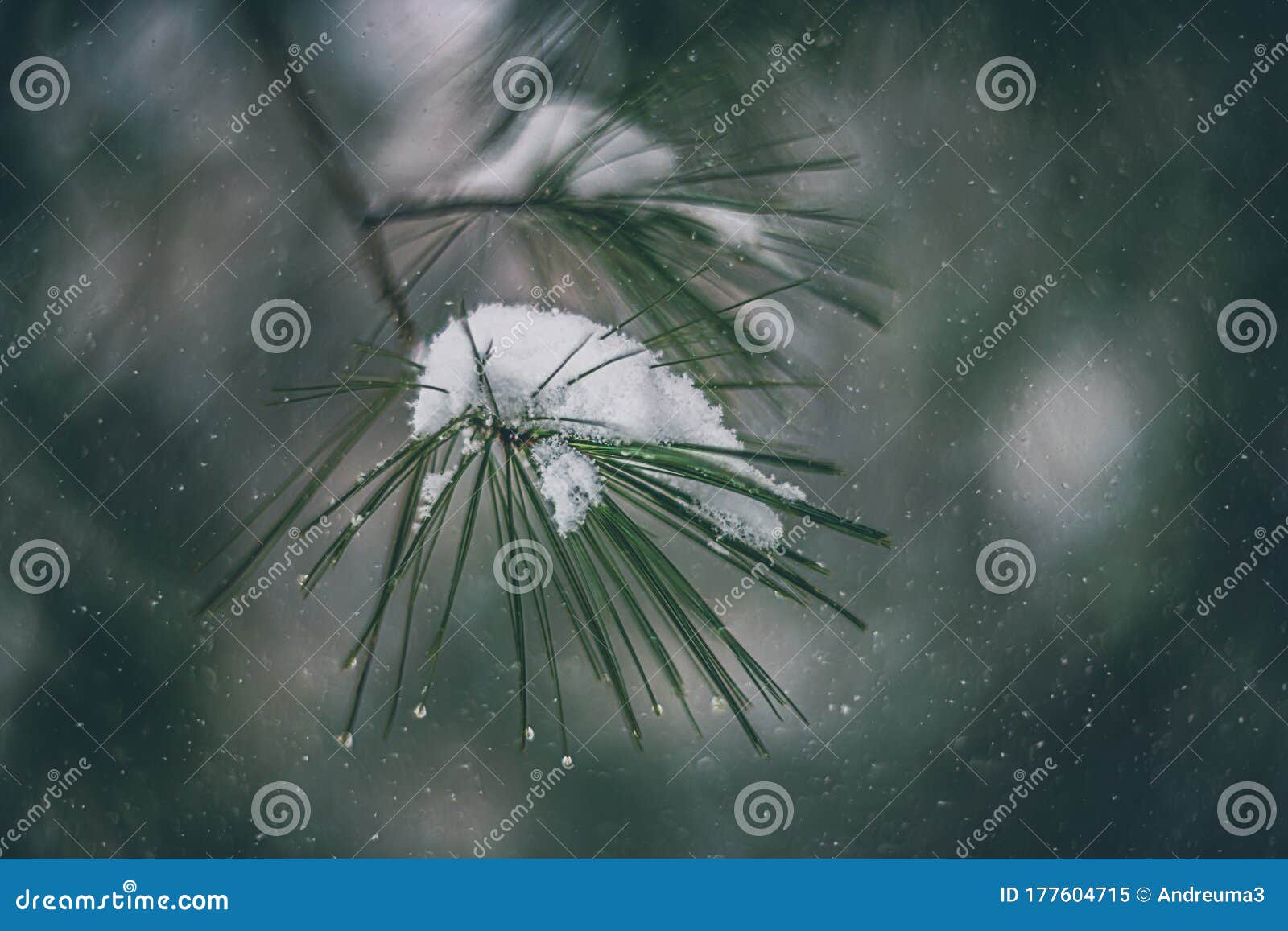 Pine after the rain stock image. Image of nature, retro - 177604715