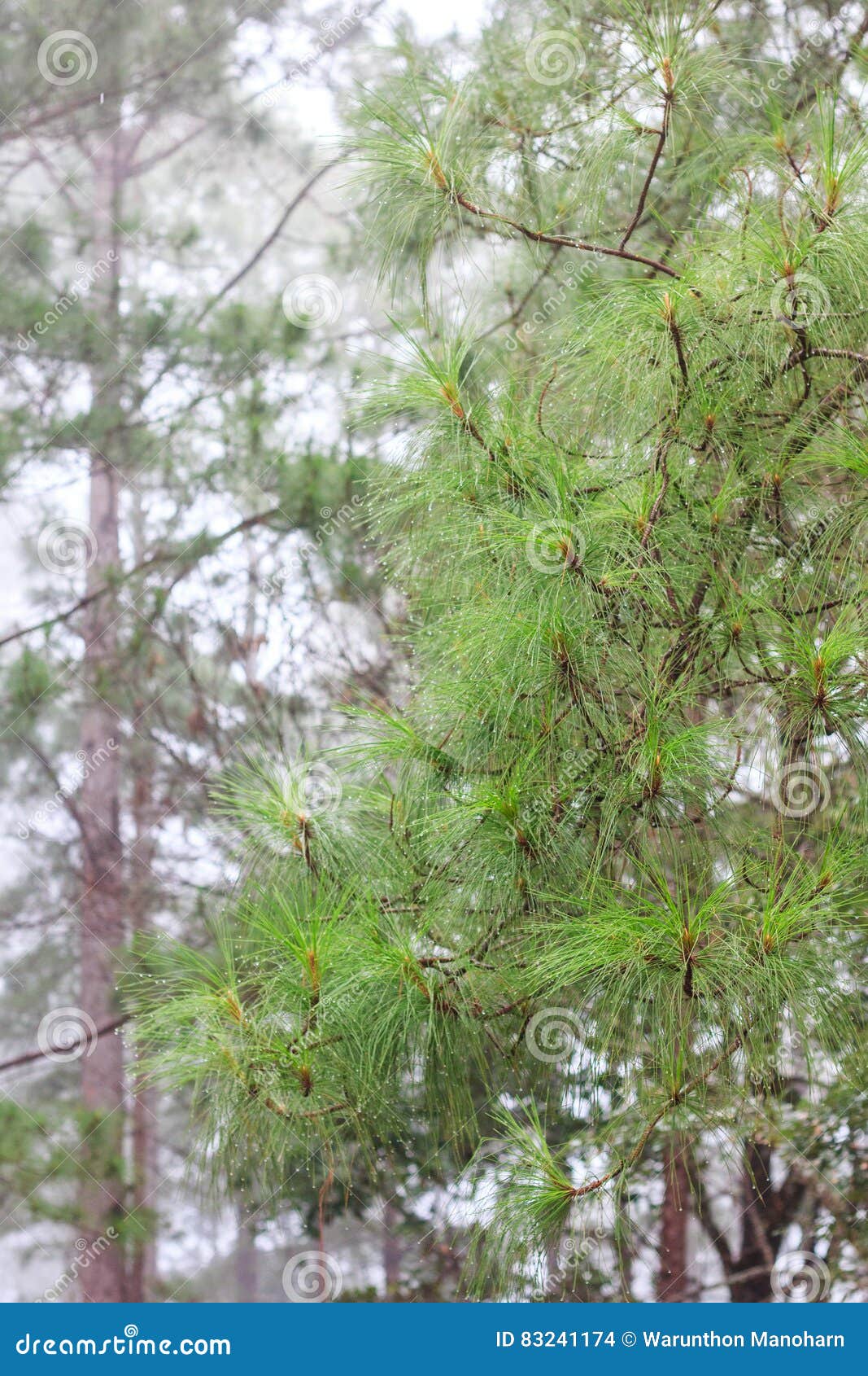 Pine in rain stock photo. Image of thai, kesiya, botanical - 83241174